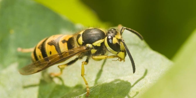 Summer is coming - time to breed - Pestwise Pest Control - Northamptonshire