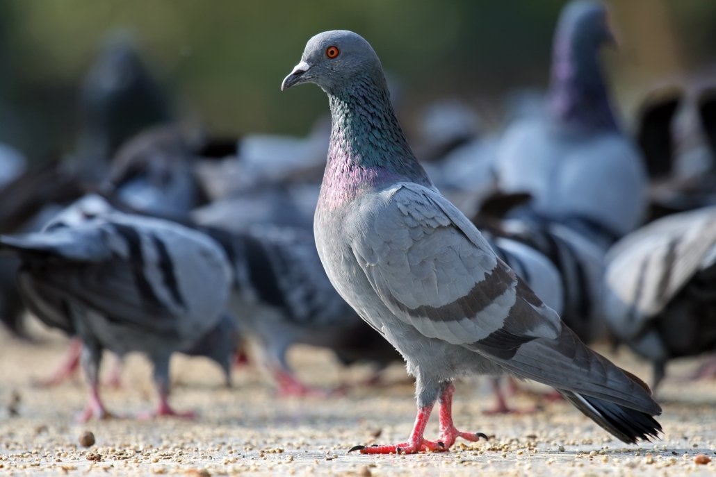 Clearing Up After Pigeons - Case Study | Pestwise Pest Control ...